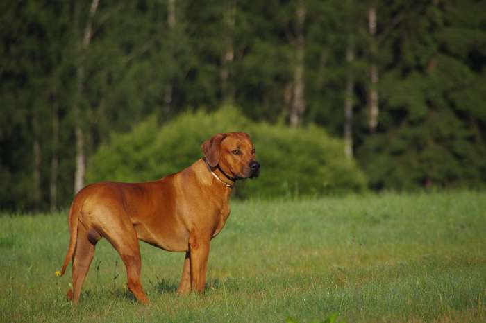Rhodesian Ridgeback German Shepherd Mix - HubPages