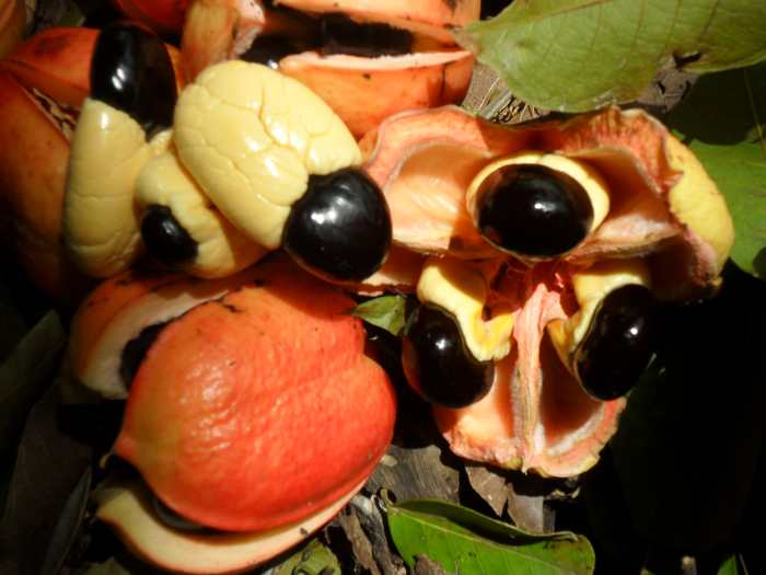Ackee Information and Facts - HubPages