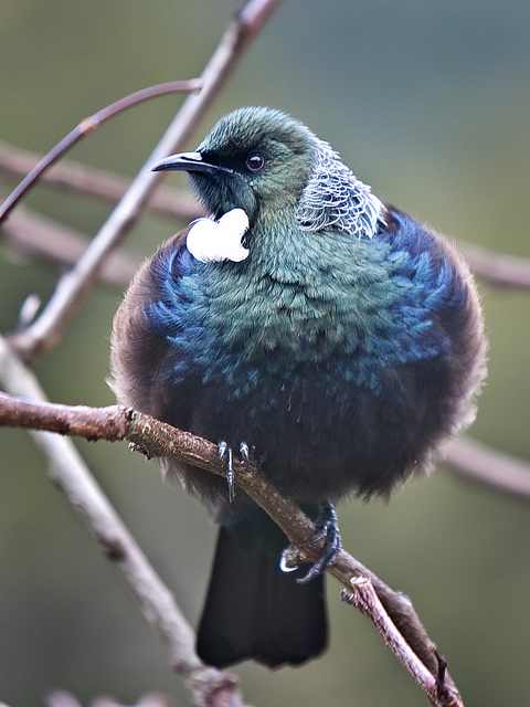 Top 10 Tiny, Cute Colourful Birds and Their Sounds - HubPages