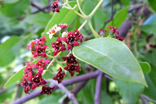 Facts About the Indian Sandalwood Tree - Description & Uses - HubPages