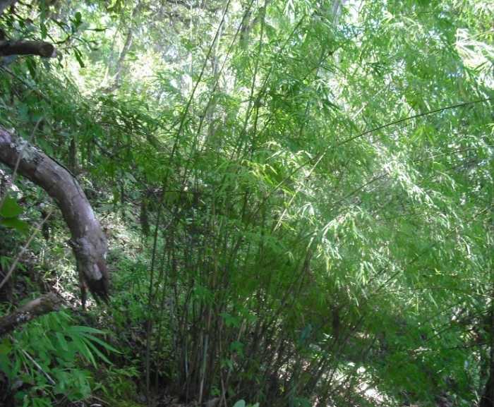 Transect walk (A case study) - HubPages