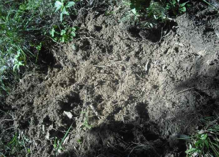 Transect walk (A case study) - HubPages