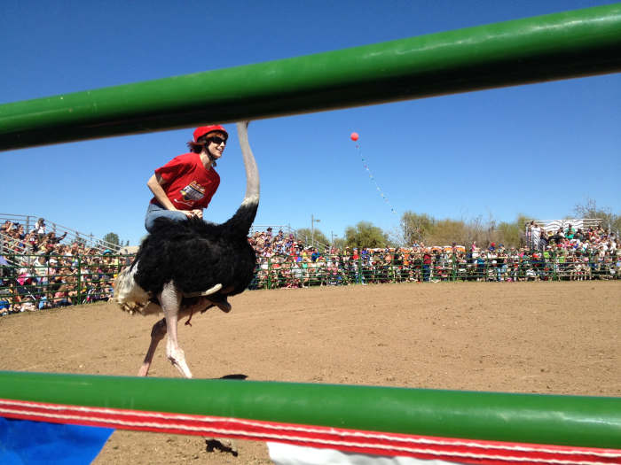 Ostrich Racing at Chandler Arizona's Annual Ostrich Festival - HubPages