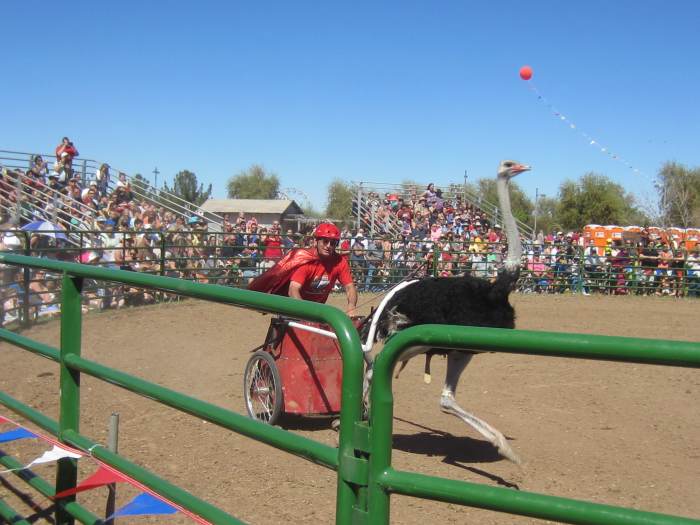 Ostrich Racing at Chandler Arizona's Annual Ostrich Festival - HubPages