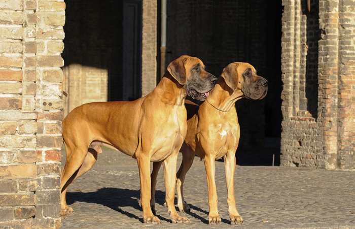 Top 10 Most Popular Dog Breeds In India - HubPages
