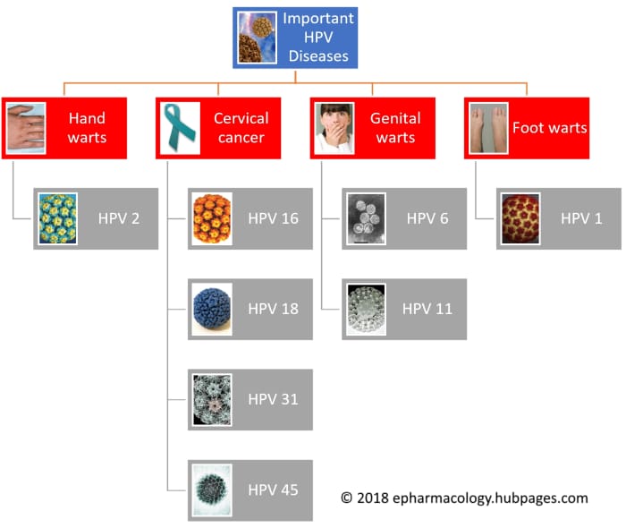 Hpv: Types, Infection, Symptoms, Cancer, Warts, Transmission and More ...