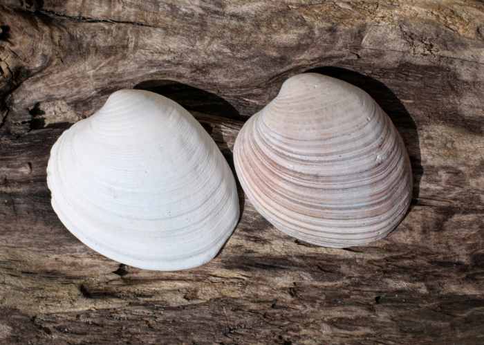 Curious Collectors of Clam Shells; Identification and Interesting Facts ...