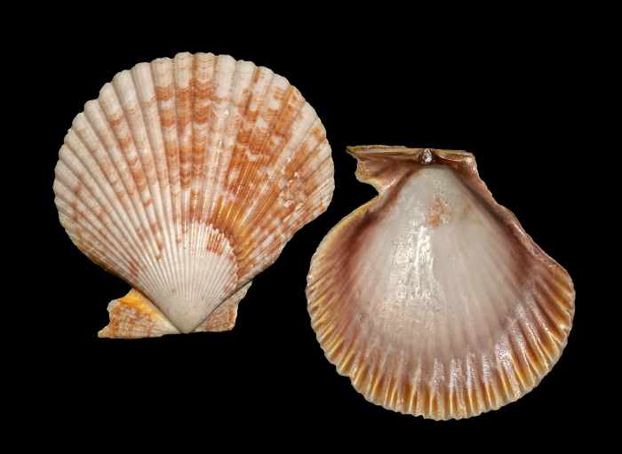 Curious Collectors of Clam Shells; Identification and Interesting Facts ...