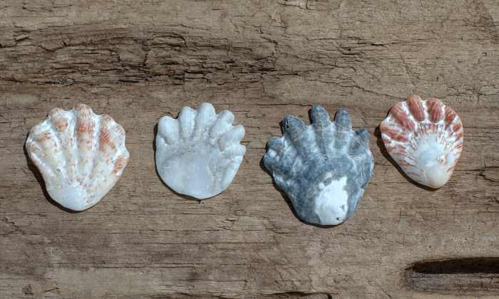Curious Collectors of Clam Shells; Identification and Interesting Facts ...