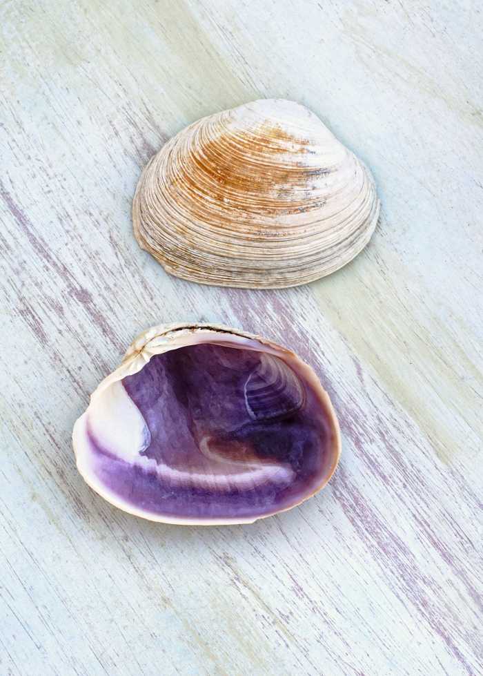 Curious Collectors of Clam Shells; Identification and Interesting Facts ...