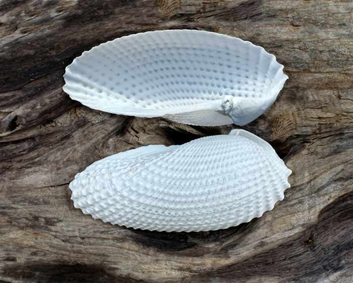 Curious Collectors of Clam Shells; Identification and Interesting Facts ...