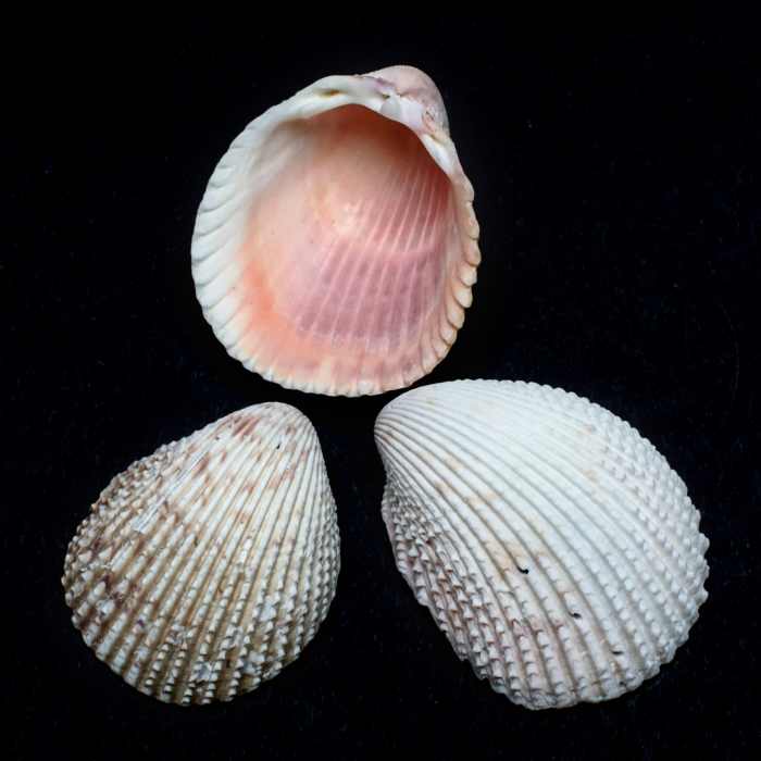 Curious Collectors of Clam Shells; Identification and Interesting Facts ...