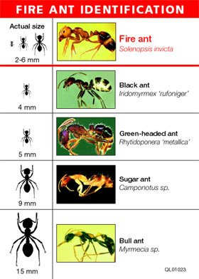 Fire Ants And How To Declare War On Them - HubPages