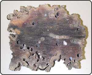 Defects Caused to Timber by Insects and Marine Borers - HubPages