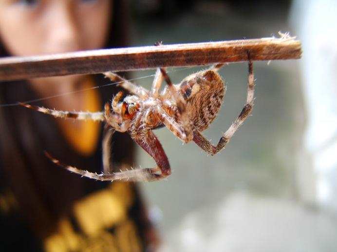 Spider Fighting and Gambling in the Philippines - HubPages