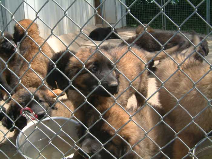 Leonberger Dog Breed Price Range In Ontario Canada - HubPages