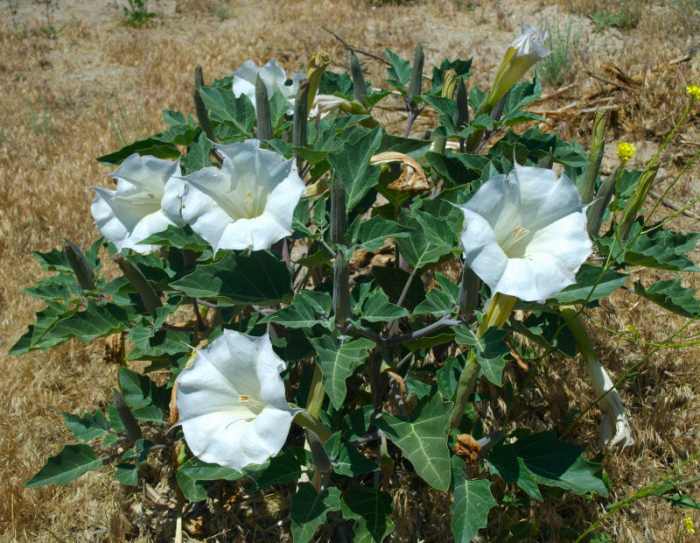 Poisonous and Hallucinogenic Plants -Datura Stramonium (Jimson Weed ...