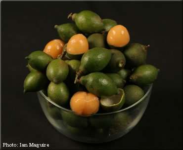 10 Exotic Bahamian Fruits for Better Health - HubPages