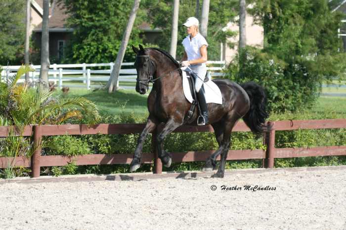 Different types of horse disciplines - HubPages
