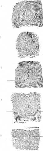 Dactyloscopy: The Forensic Science of Fingerprint Identification - HubPages