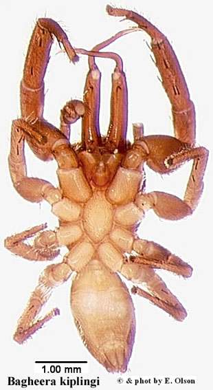 Bagheera Kiplingi - The Vegetarian Spider - HubPages