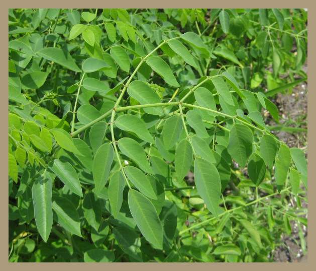 Moringa Stenopetala - the African Miracle Tree - HubPages