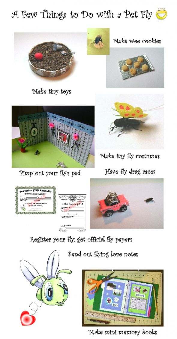 Pet Fly; Fly Roping; Fly on a String - HubPages