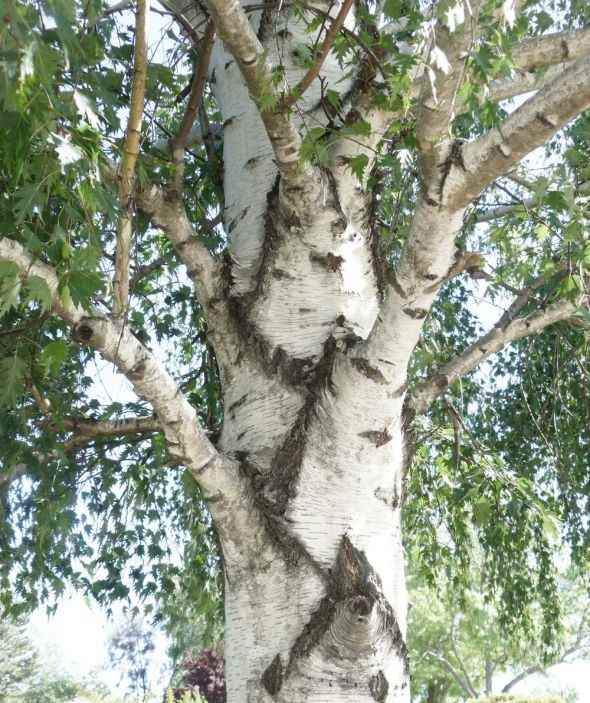 Cutleaf Weeping Birch Trees - HubPages