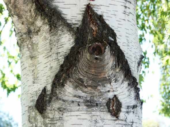 Cutleaf Weeping Birch Trees - HubPages