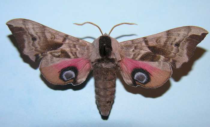How to attract Hawk Moths to your garden - HubPages