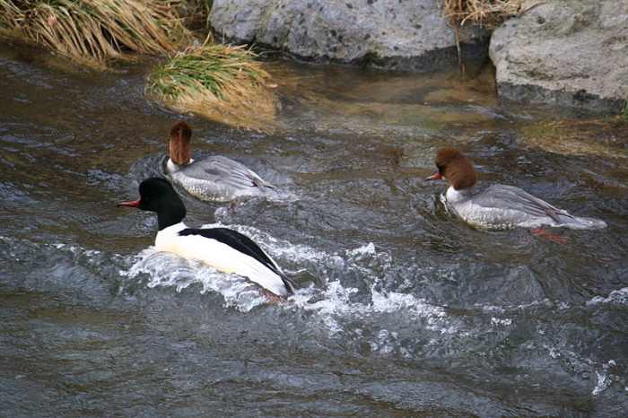 The Complete Guide to British Birds: Diving Ducks - HubPages