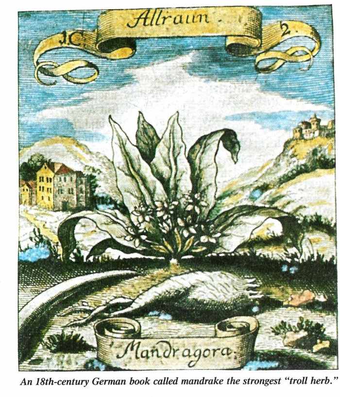 Mandrake - The Plant that Screams - HubPages