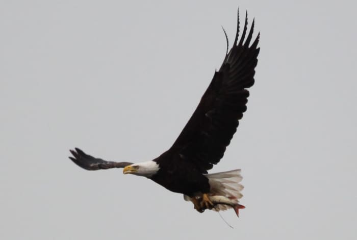 10 Amazing Predatory Birds in Action - HubPages