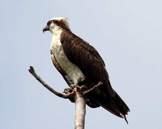 10 Amazing Predatory Birds in Action - HubPages