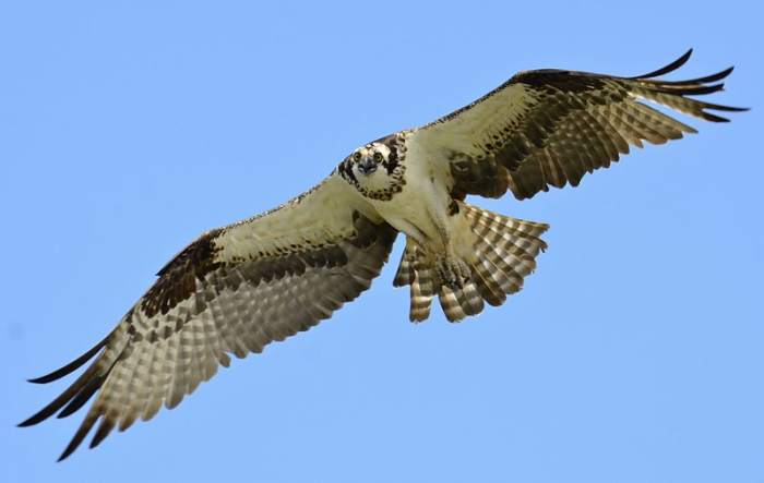 10 Amazing Predatory Birds in Action - HubPages