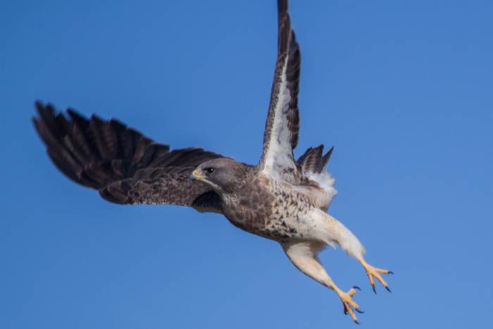 10 Amazing Predatory Birds in Action - HubPages