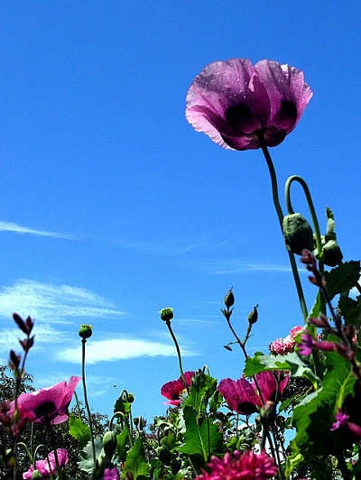 Discover Different Kinds Of Poppies - HubPages