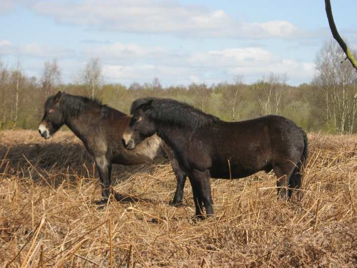 Skipwith Village and Skipwith Common North Yorkshire UK - HubPages
