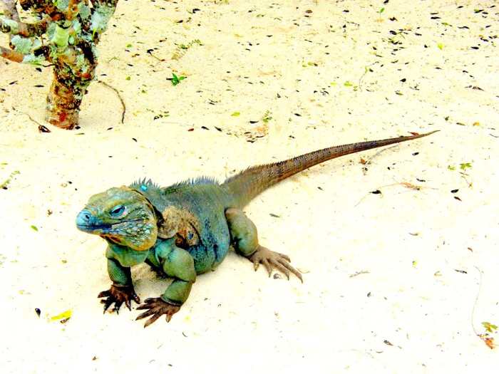 30 Reasons why I love the Cayman Islands - HubPages