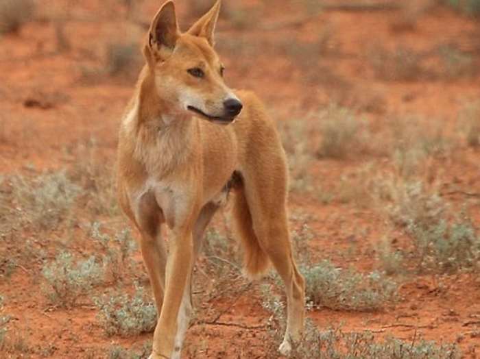 Pariah Dog the Ancestor of 7 Other Dog Breeds. - HubPages