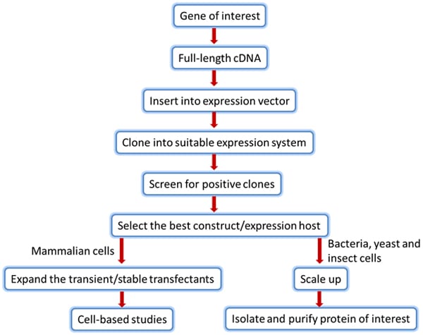 Production of Recombinant Therapeutic Proteins - HubPages