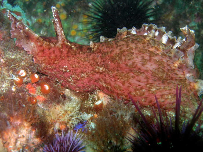 Sea Hares ~ Seahare Slug Facts - HubPages