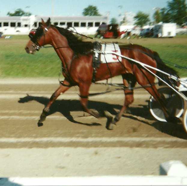 Equipment of the Standardbred Harness Racing Horse - HubPages