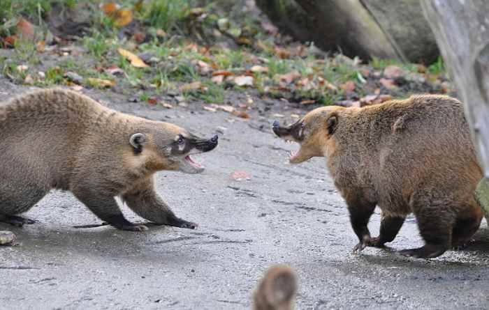 Wild Animals Fight - HubPages