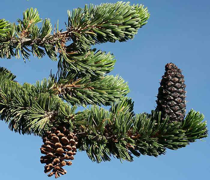Methuselah - Ancient Bristlecone Pine - HubPages