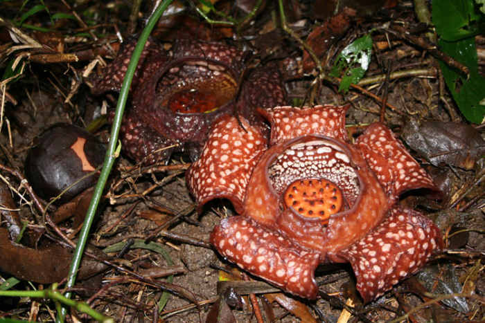 Different species of Rafflesia-Part II - HubPages