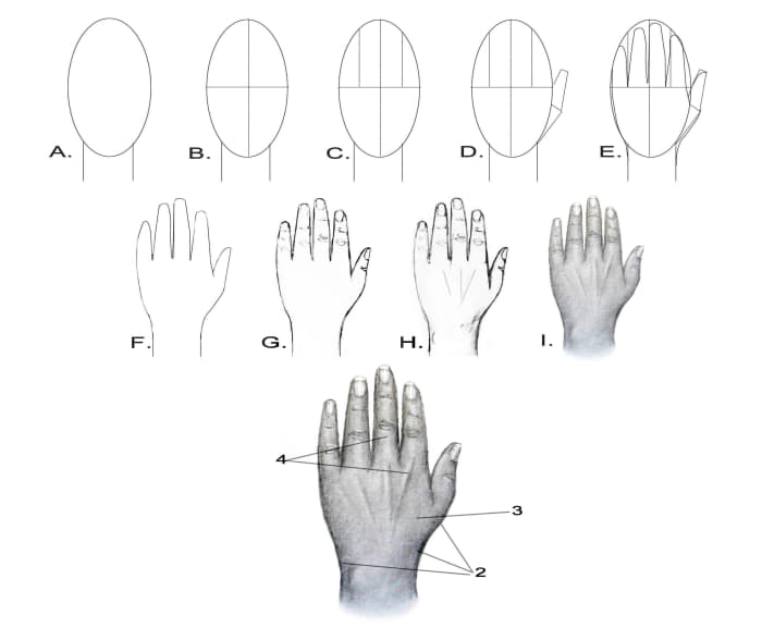 Drawing the Human Figure: The Hands - HubPages