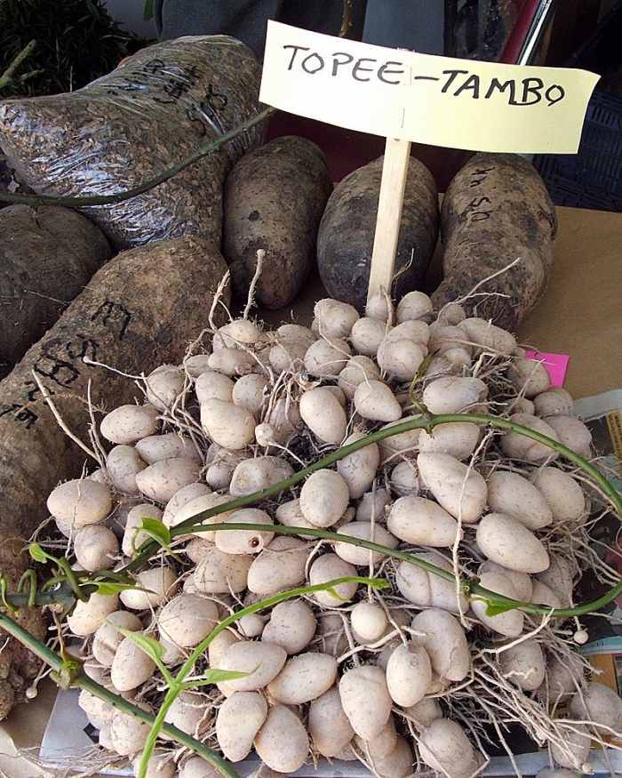 Topi Tambo, the Water Chestnut of the Caribbean and South America ...
