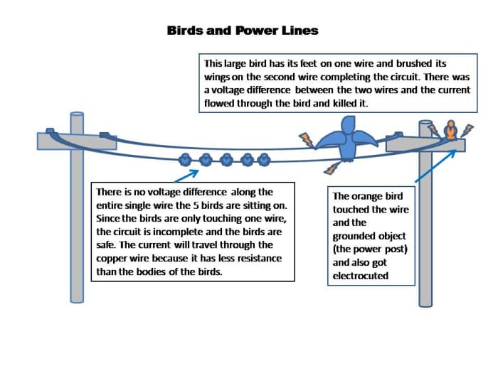 Why birds like to sit on power lines - HubPages