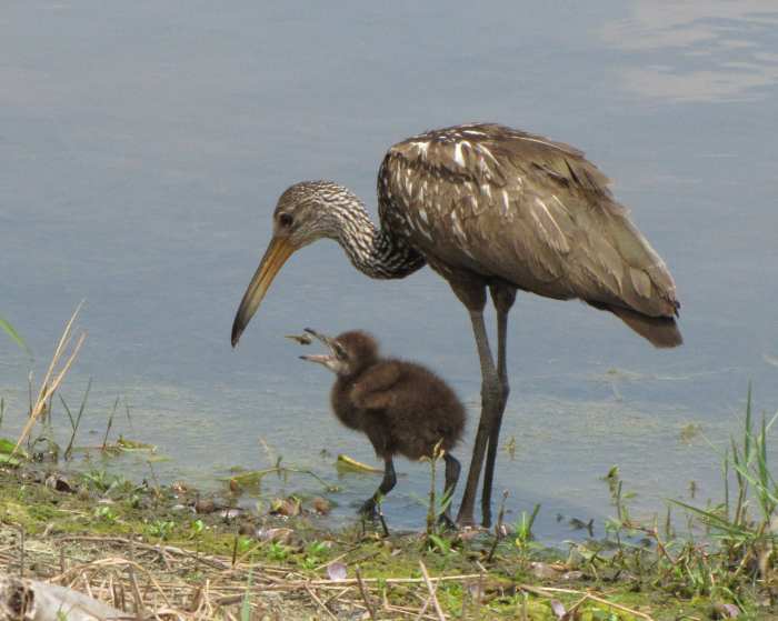Limpkin Chicks - HubPages